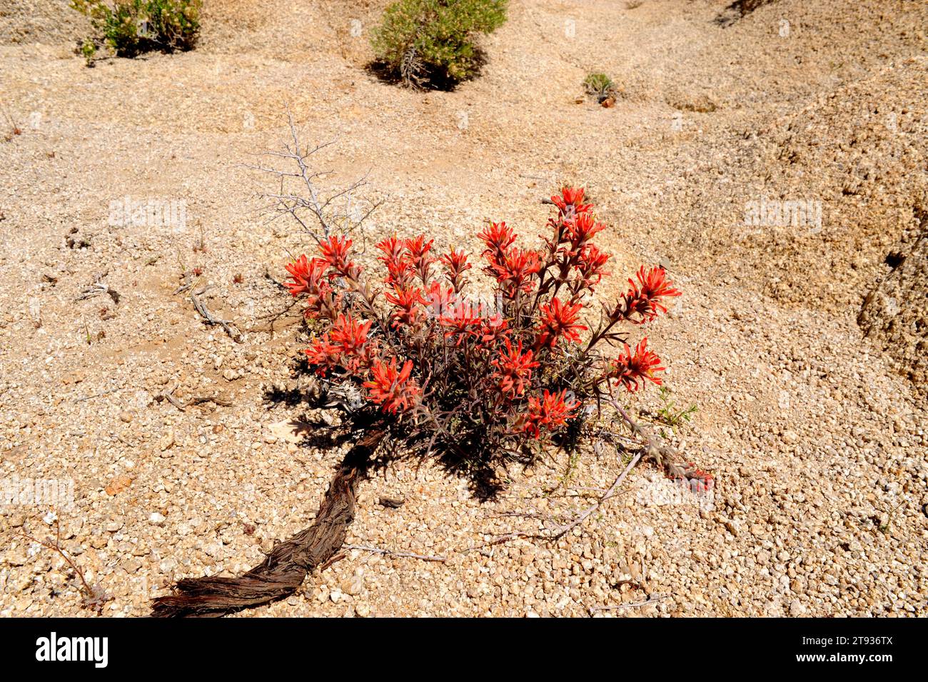 Wüstenpinsel (Castilleja chromosa) ist eine mehrjährige Pflanze, die im ...
