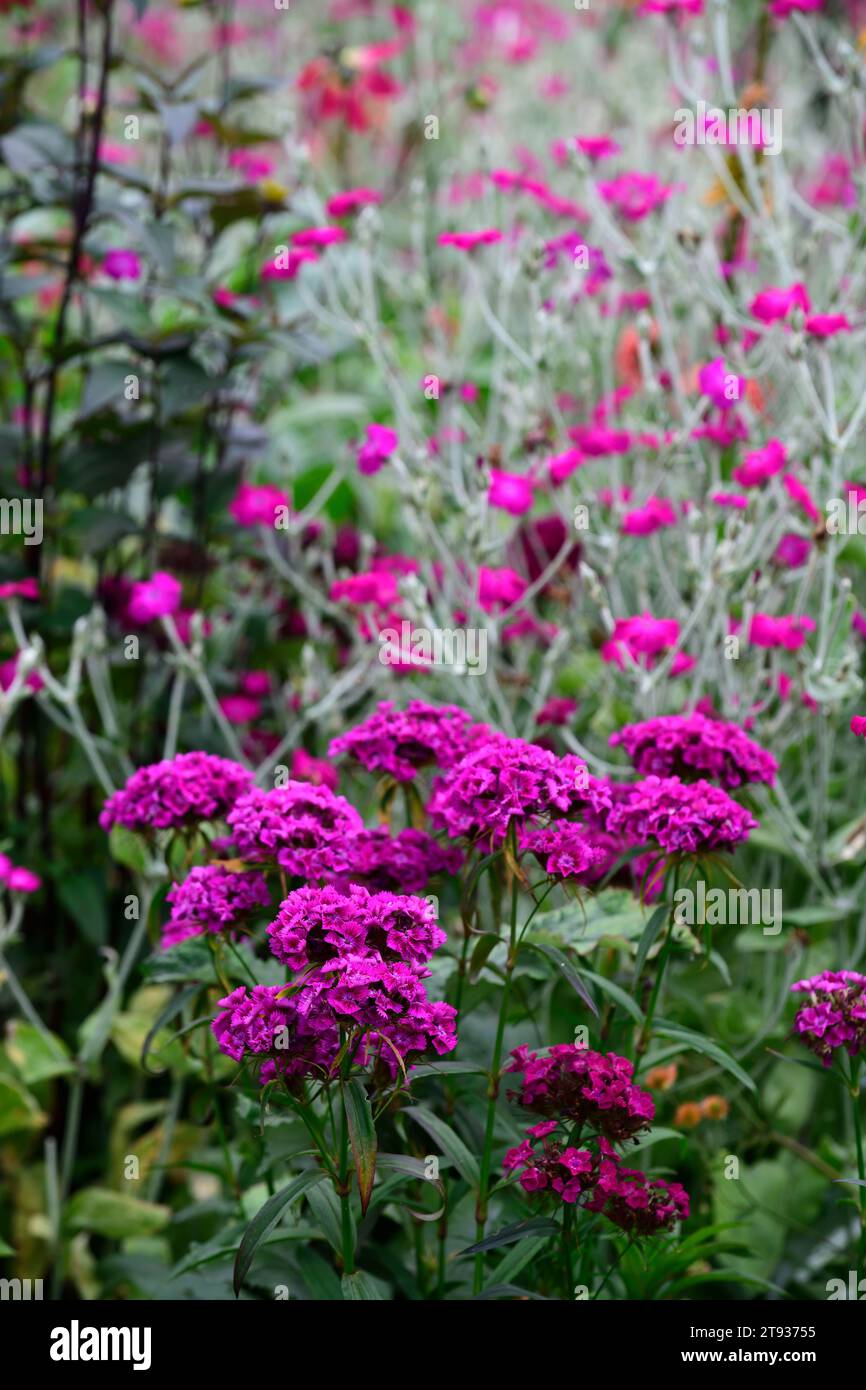 Dianthus barbatus Oeschberg, lychnis coronaria Hills Ground, rosa lila ...