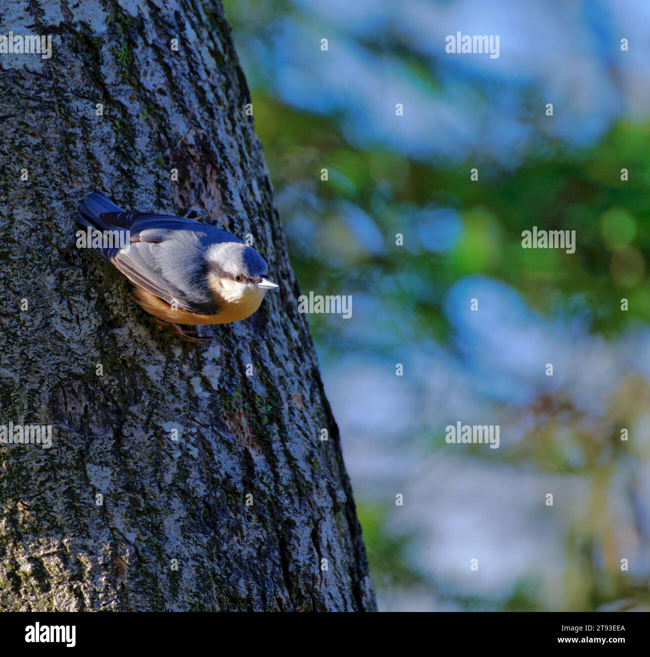 Klassische pose eines kleibers auf baumrinde -Fotos und -Bildmaterial ...