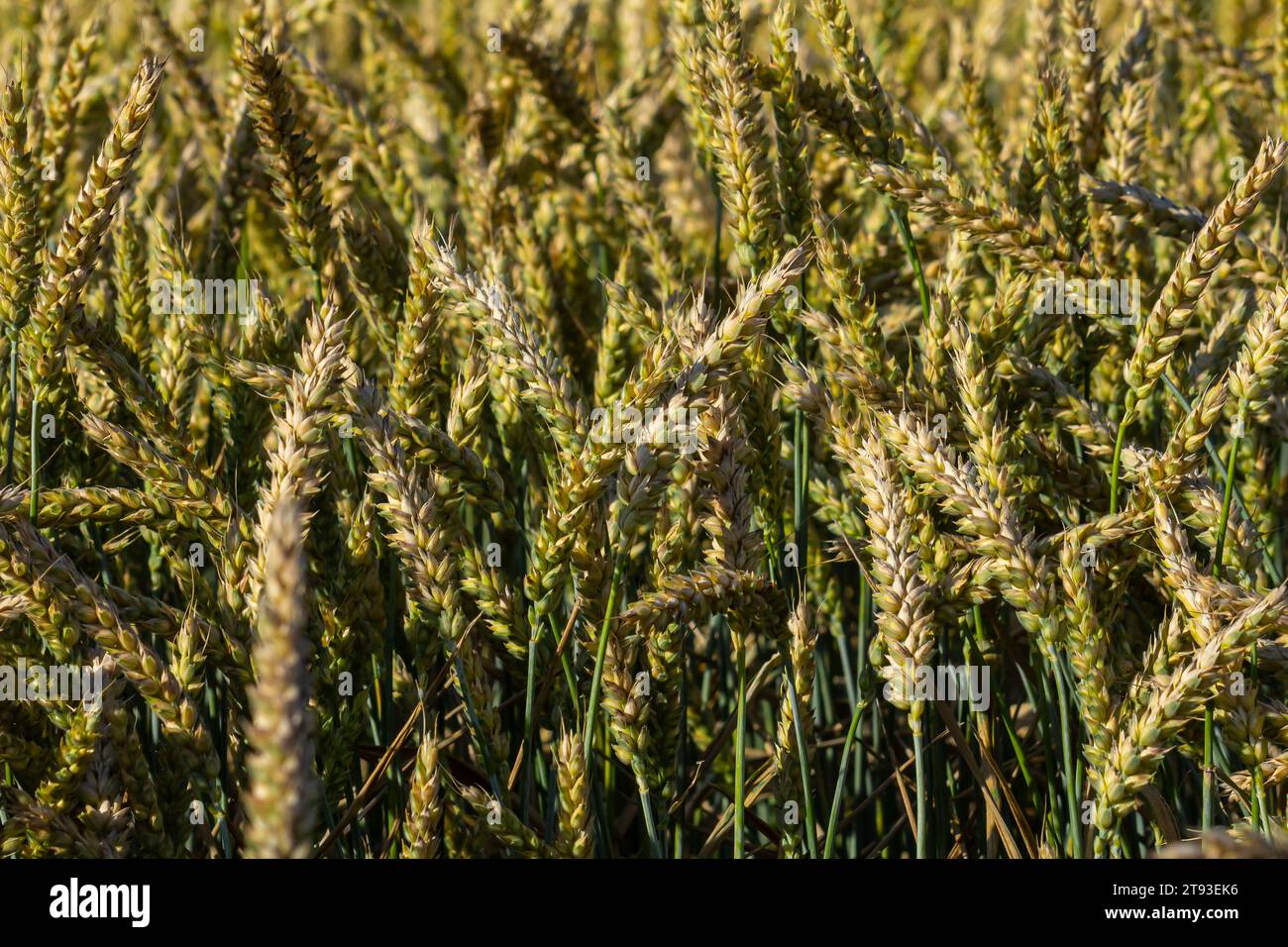 Ackerbau ackerbau anbauen anbauen anbau anbauen anbauen anbauen anbauen ...