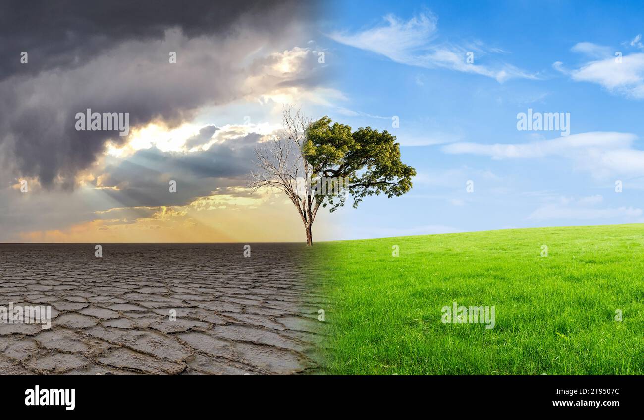 Ein toter und lebendiger Baum in einem Bruch von Riss verwüsteten Land und grünem Miodow-Feld ...