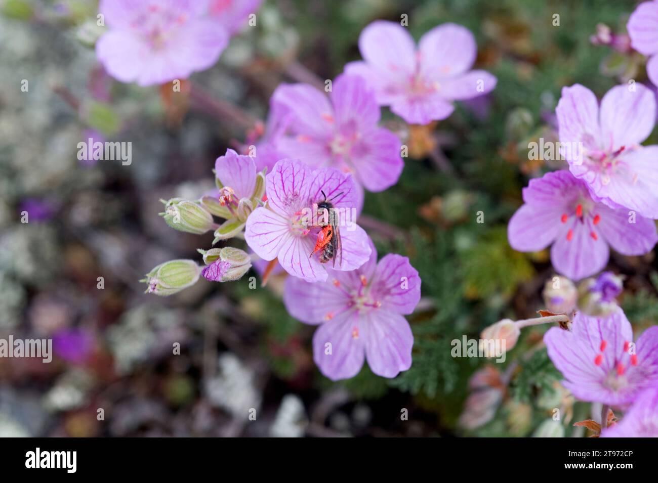 Hymenop -Fotos und -Bildmaterial in hoher Auflösung – Alamy