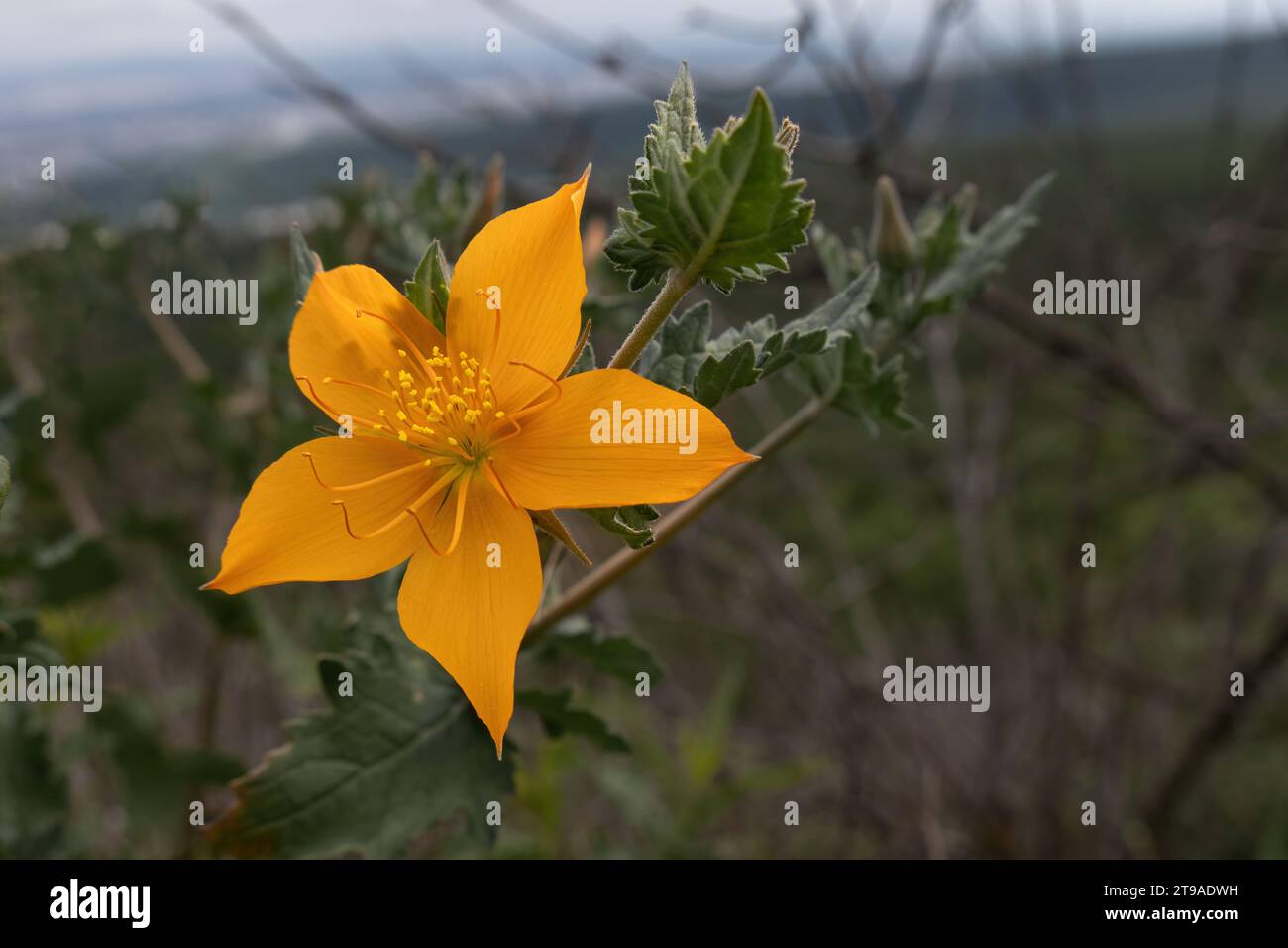 Entdecken Sie die bezaubernde Mentzelia Lindleyi Blume, ein Zeugnis der ... Entdecken Sie die bezaubernde Mentzelia Lindleyi Blume, ein Zeugnis der ...