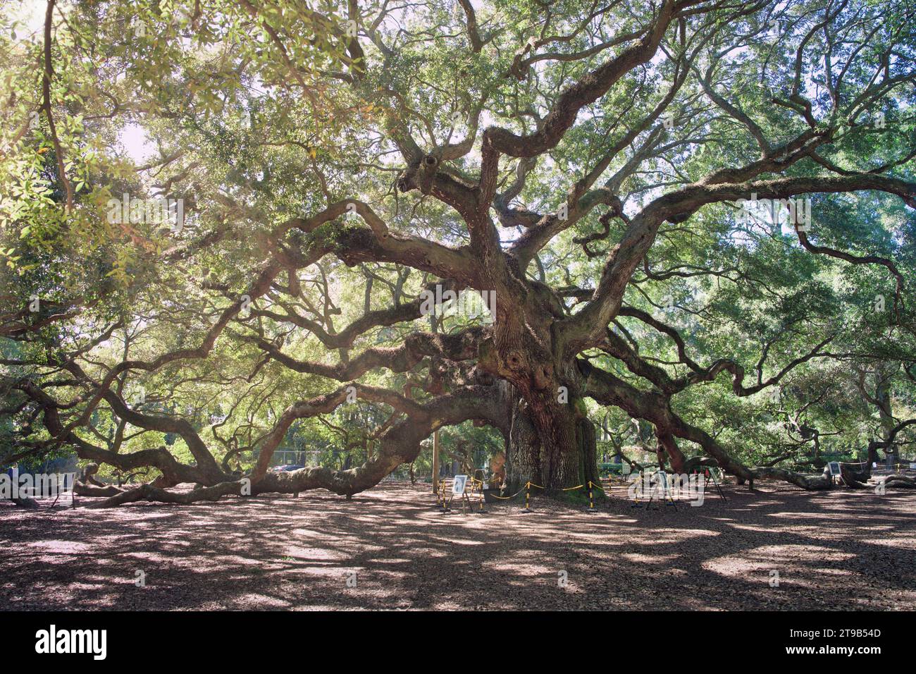 Angel oak -Fotos und -Bildmaterial in hoher Auflösung – Alamy