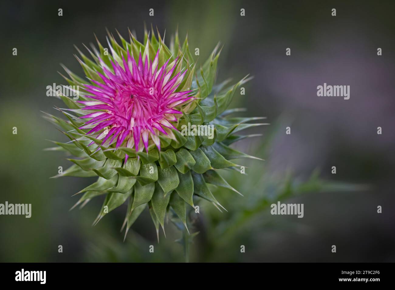 Reihenfolge der distel -Fotos und -Bildmaterial in hoher Auflösung ...