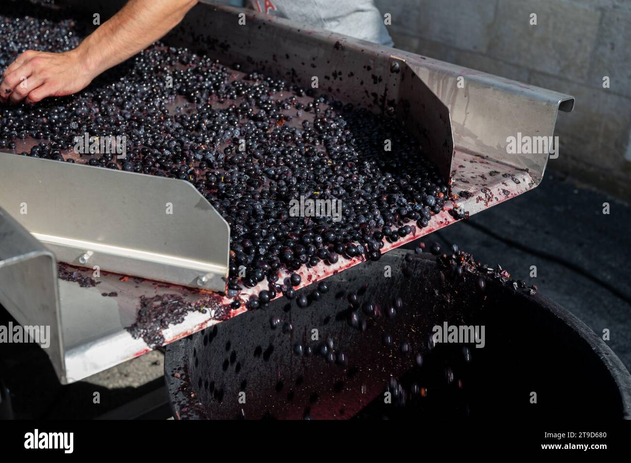 Sortierband, Erntearbeiten im Weinbaugebiet Saint-Emilion am rechten ...