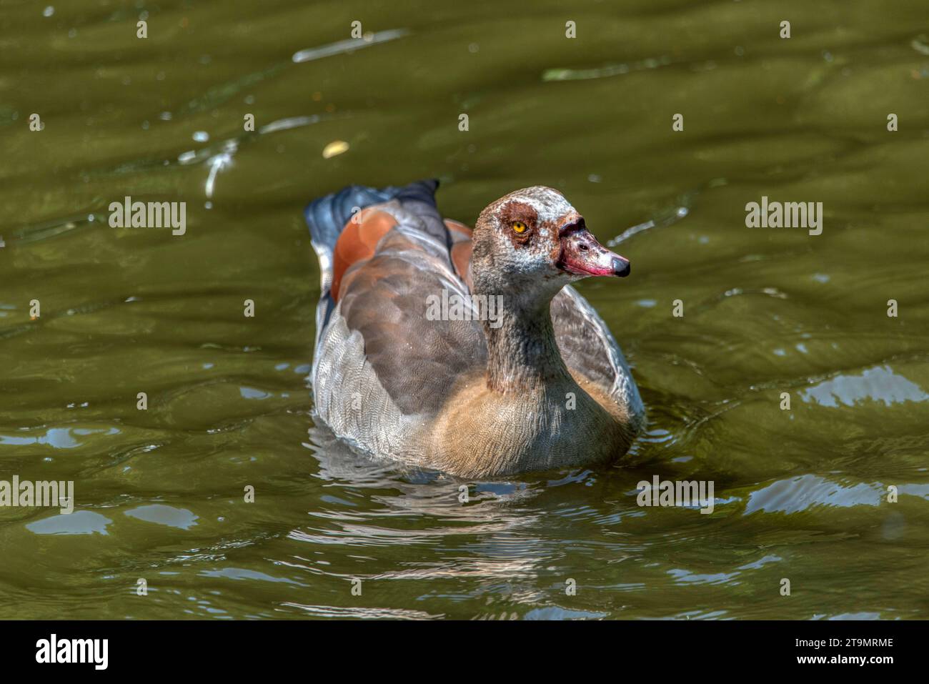 Alopochen aegyptiacus Ägypten Nil Gans oder Gänse, Vögel von Afrika ...