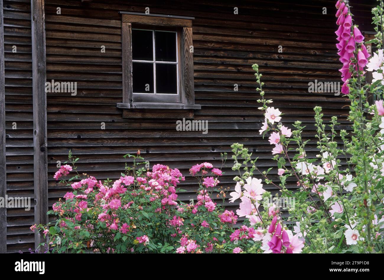 Philip foster farm historisch -Fotos und -Bildmaterial in hoher ...