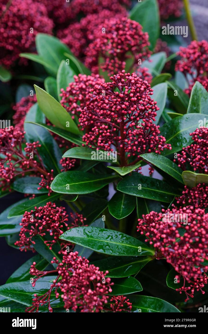 Skimmia japonica reevesiana Rubella, Skimmia reevesiana rubella ...