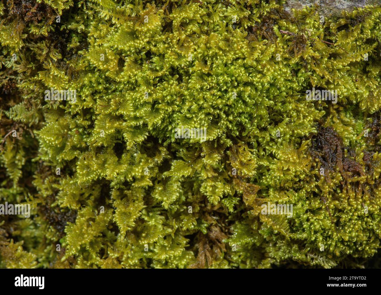 Ctenidium molluscum -Fotos und -Bildmaterial in hoher Auflösung – Alamy