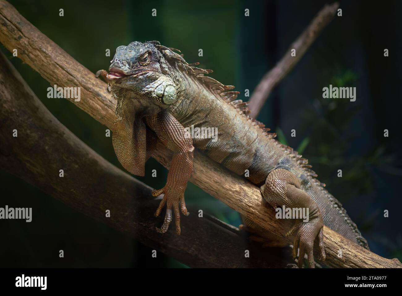 Getrocknete oder konservierte leguan eidechse -Fotos und -Bildmaterial ...