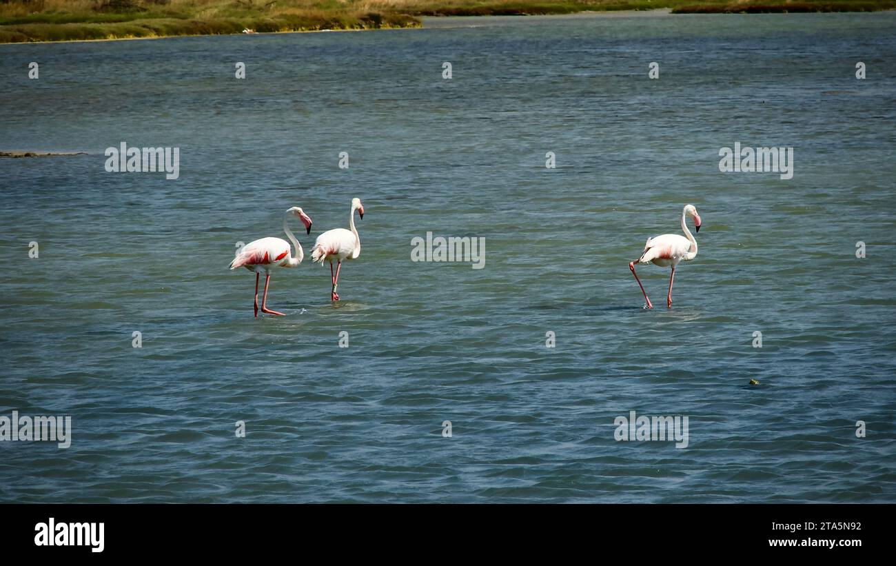 Andenflamingo und bergreflexion -Fotos und -Bildmaterial in hoher ...
