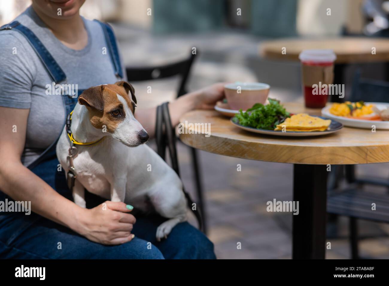 Stadttauglicher jack russell -Fotos und -Bildmaterial in hoher ...