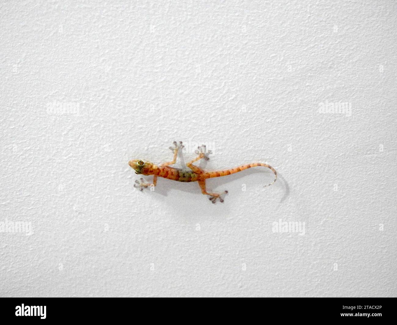 Gemeinsame geckofamilie -Fotos und -Bildmaterial in hoher Auflösung – Alamy