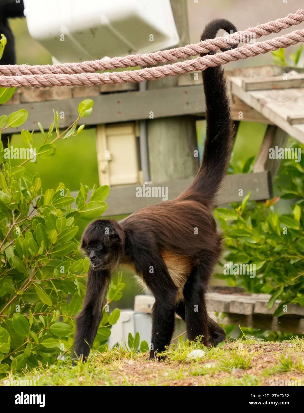 Neapel, Usa. November 2023. Neapel, Florida, Freitag, 29. November 2023 ...