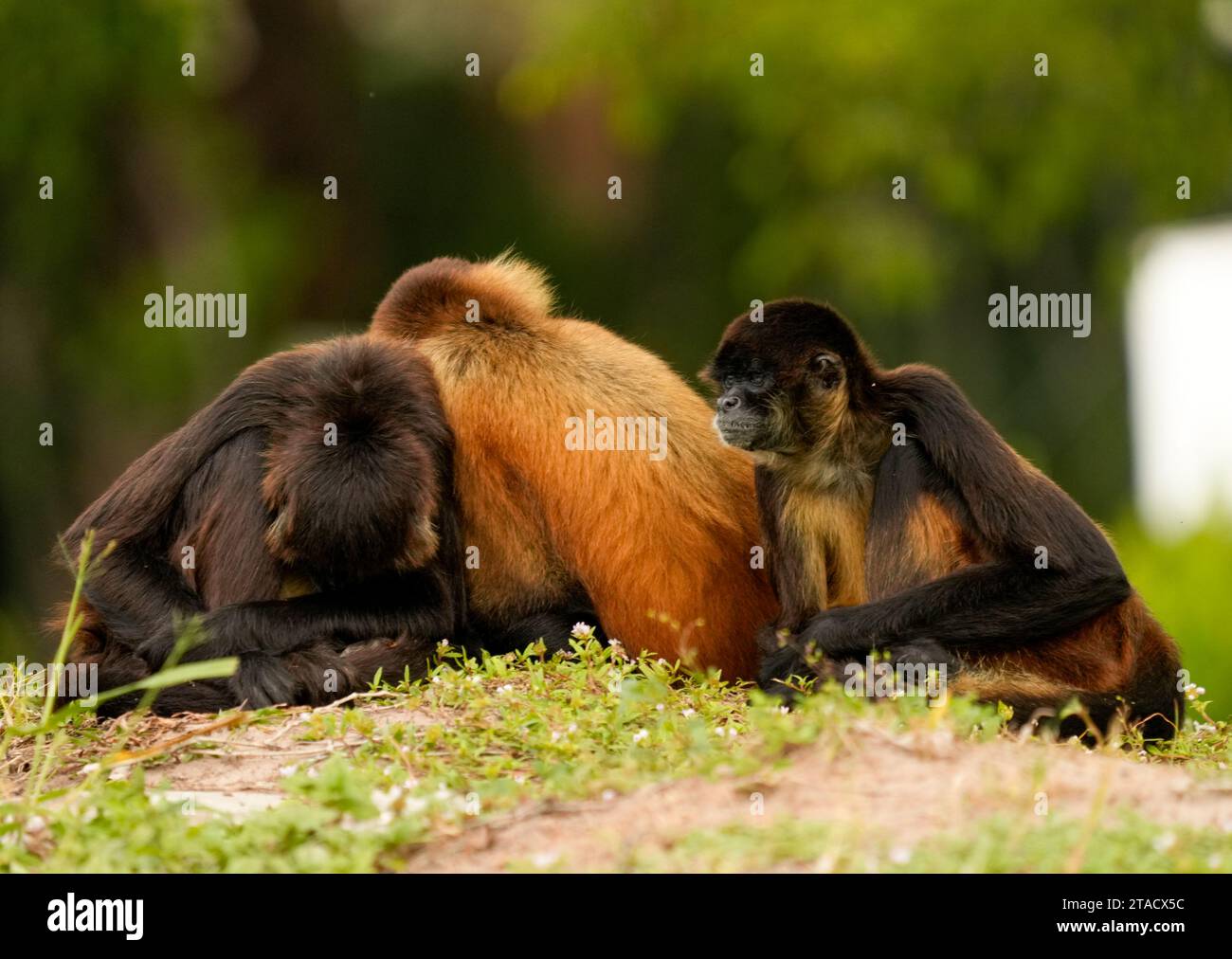 Neapel, Usa. November 2023. Neapel, Florida, Freitag, 29. November 2023 ...