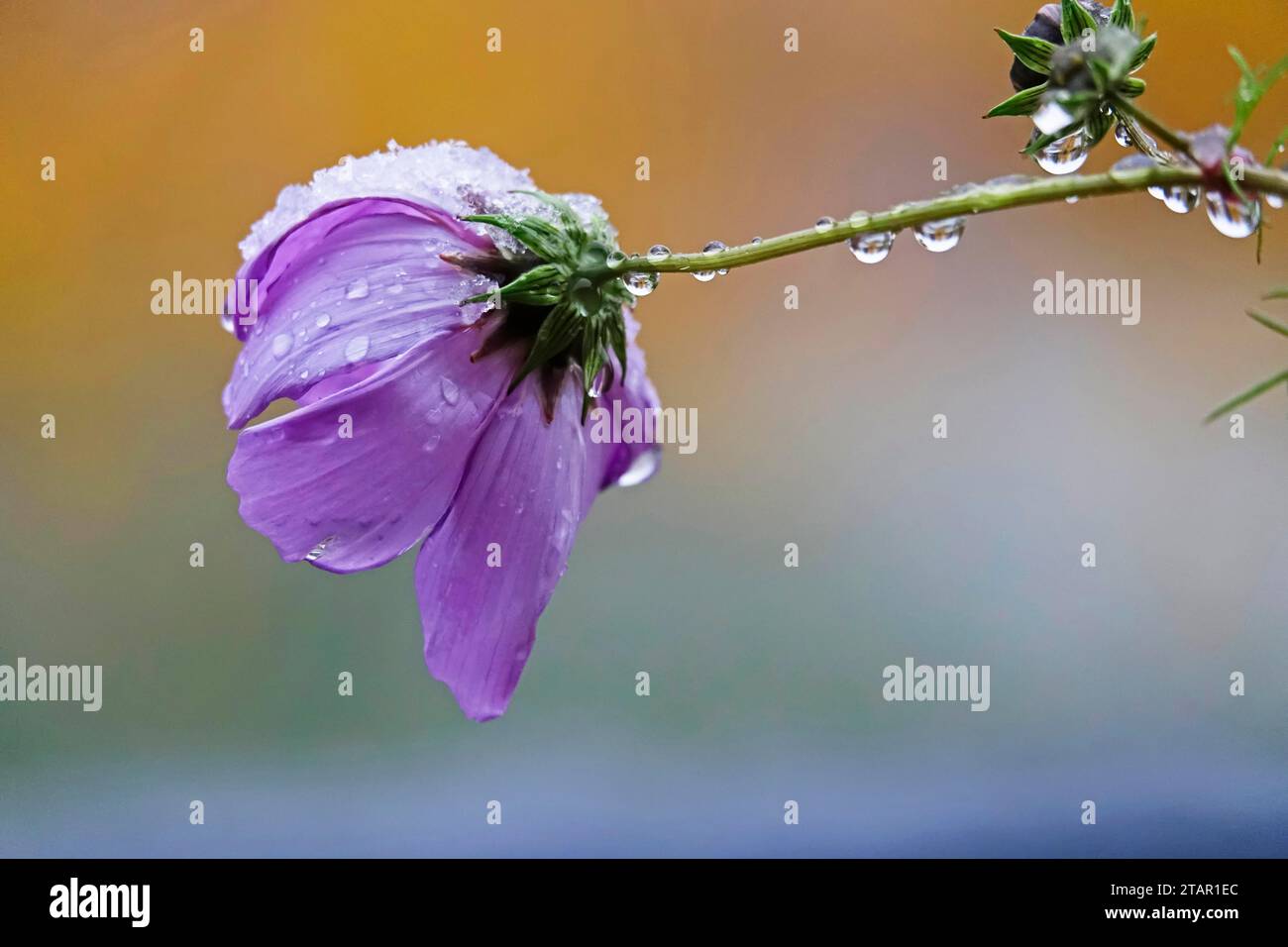 Erster kosmos -Fotos und -Bildmaterial in hoher Auflösung – Alamy