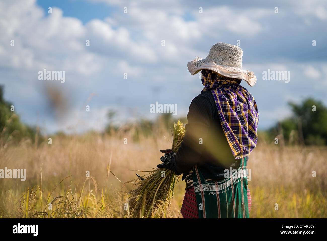 Burmese worker -Fotos und -Bildmaterial in hoher Auflösung – Alamy