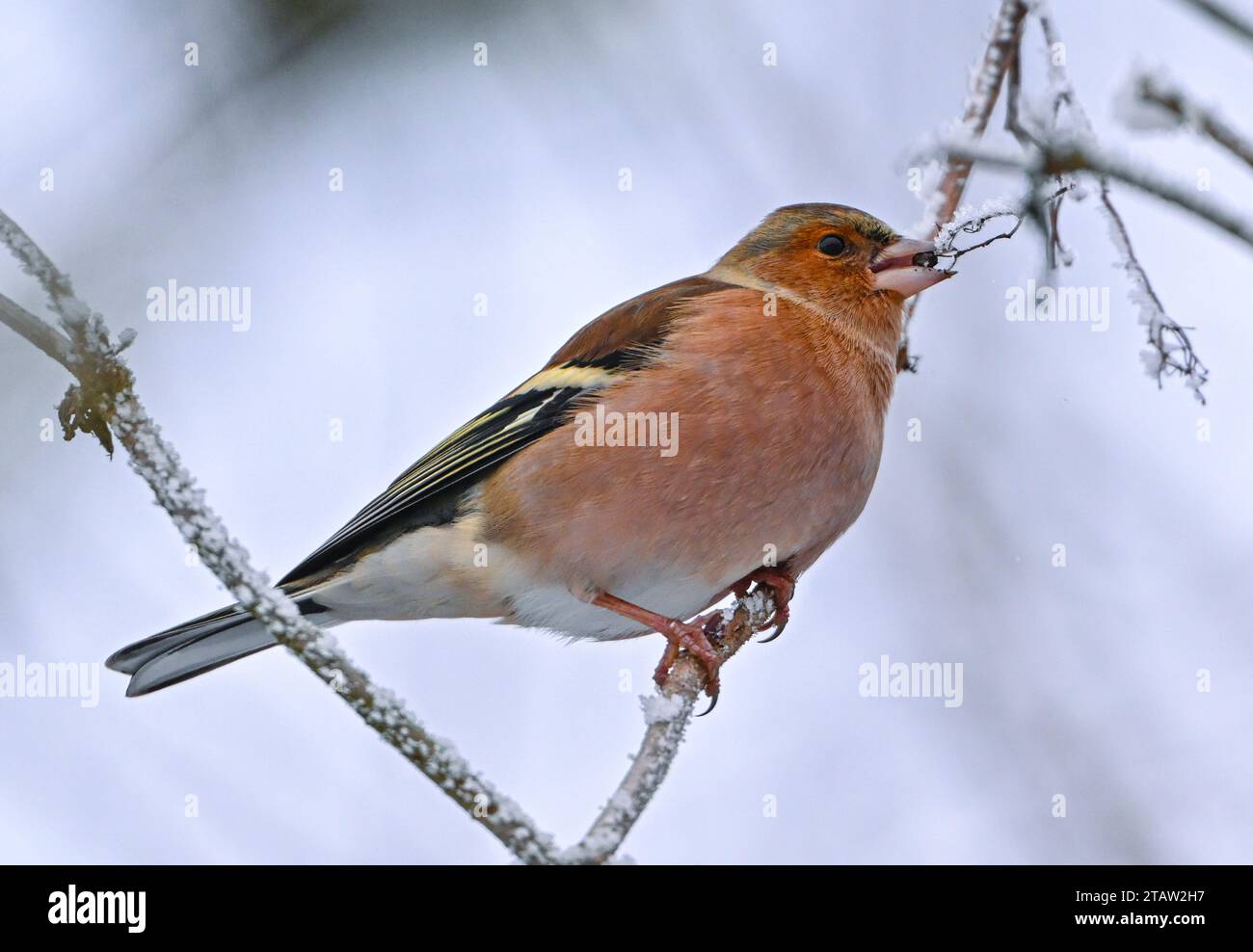 Buchfink 2023 -Fotos und -Bildmaterial in hoher Auflösung – Alamy