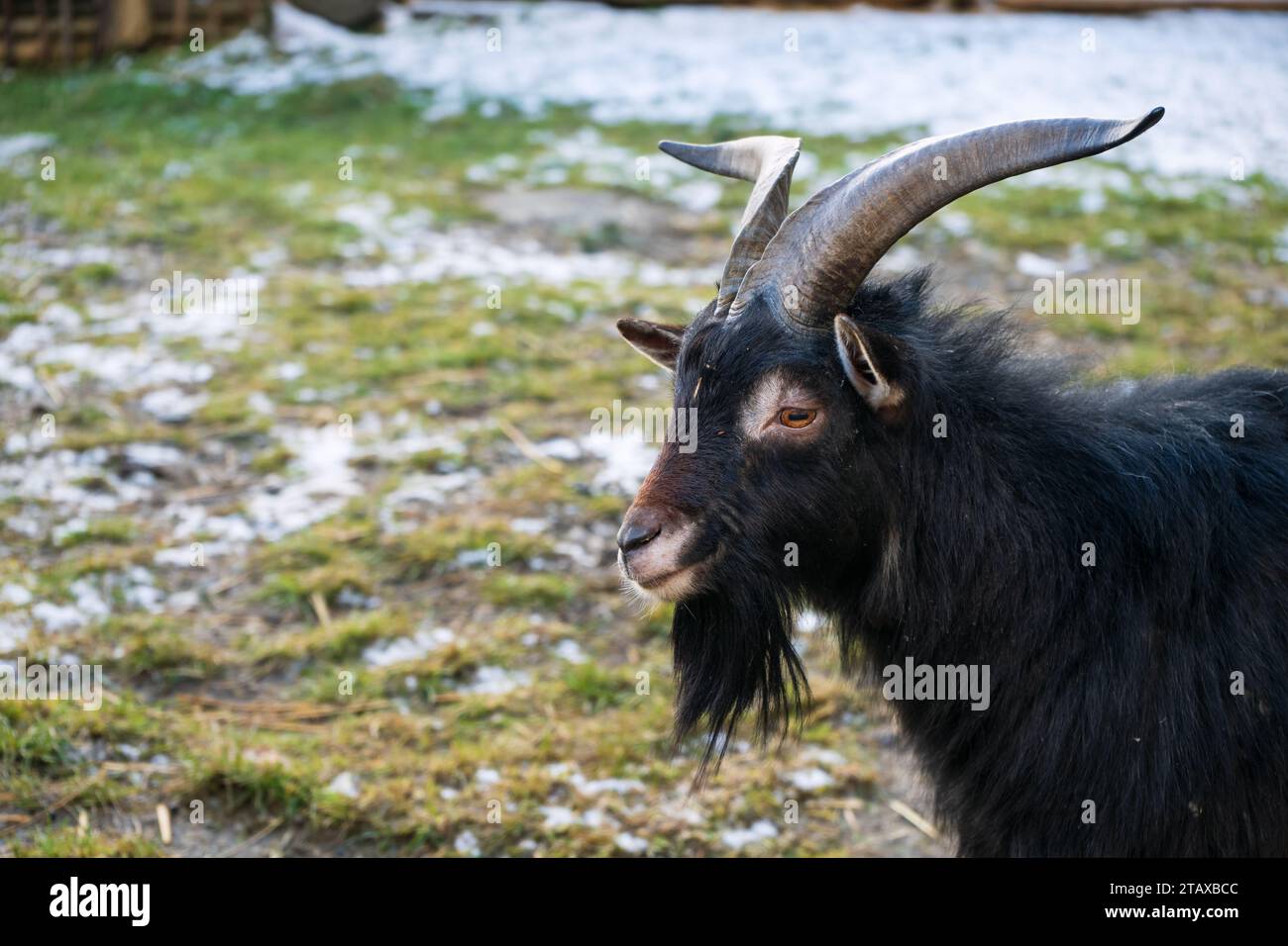 Ziege mit langen hörnern -Fotos und -Bildmaterial in hoher Auflösung ...