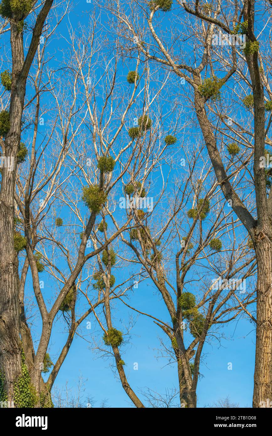 Der Besen der Hexe ist eine Baumverformung, die dichte Masse an Triebe ...