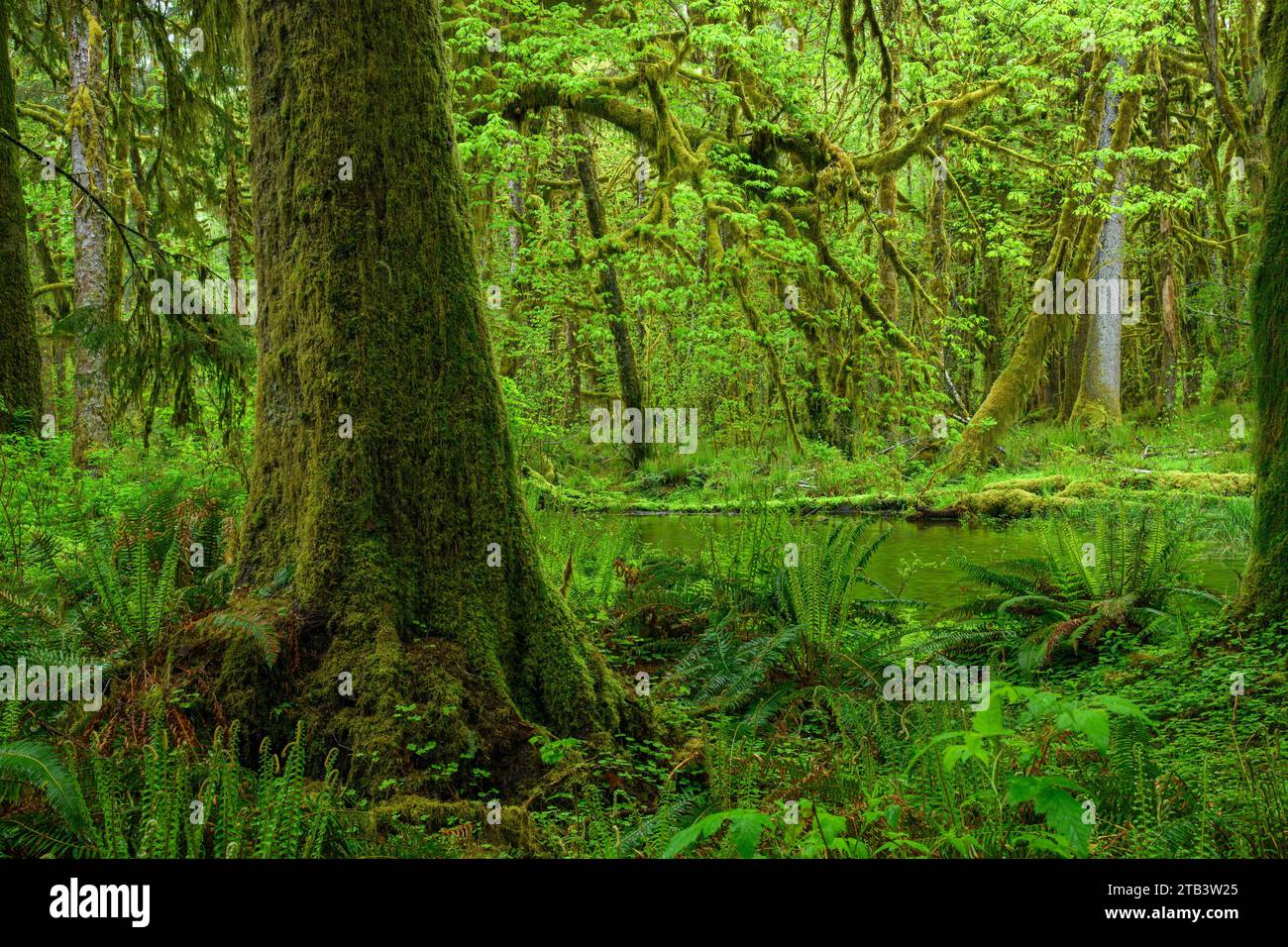Maple glade naturlehrpfad -Fotos und -Bildmaterial in hoher Auflösung ...
