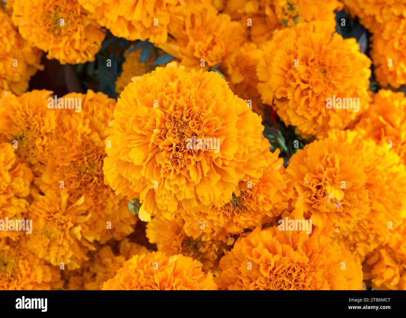 Dia de muertoss -Fotos und -Bildmaterial in hoher Auflösung – Alamy