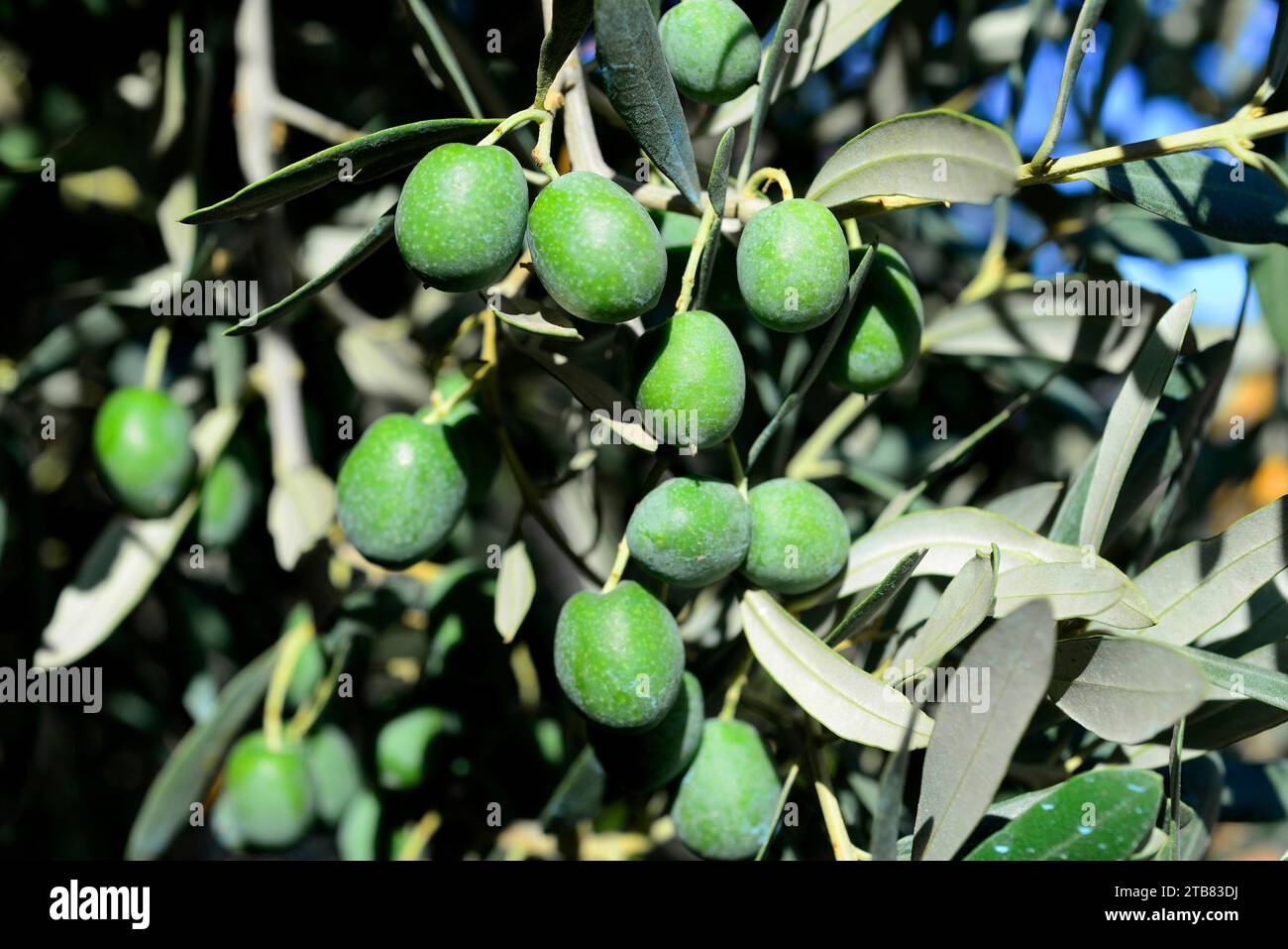 Manzanilla früchte -Fotos und -Bildmaterial in hoher Auflösung – Alamy