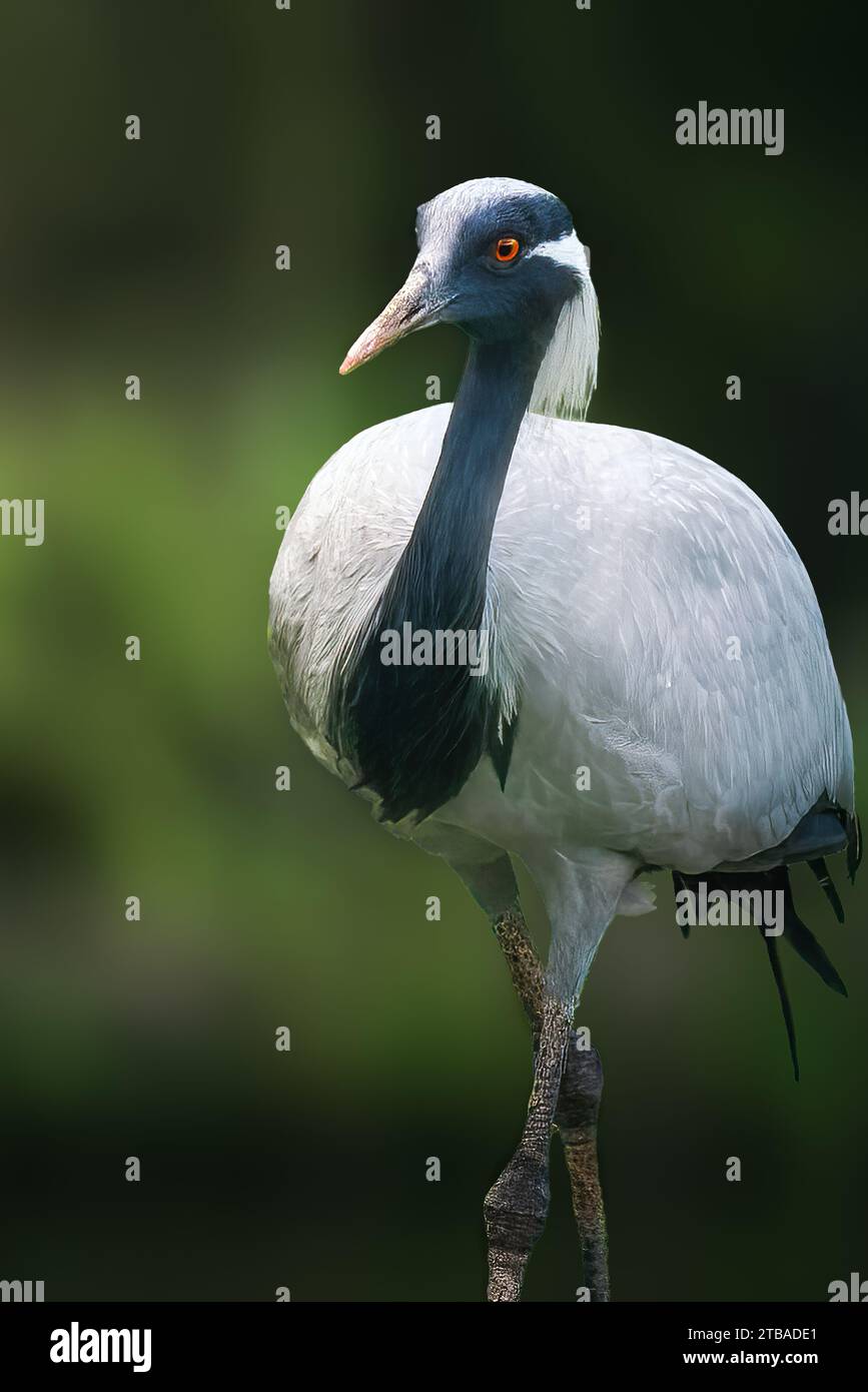 Long neck birds -Fotos und -Bildmaterial in hoher Auflösung – Alamy