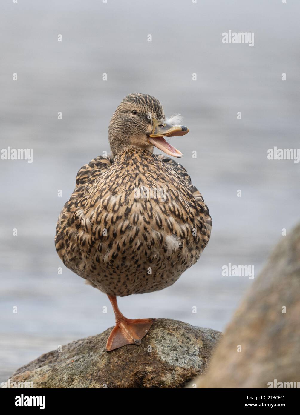 Lustige Ente - Ente, die auf einem Bein steht, mit Feder am Schnabel ...