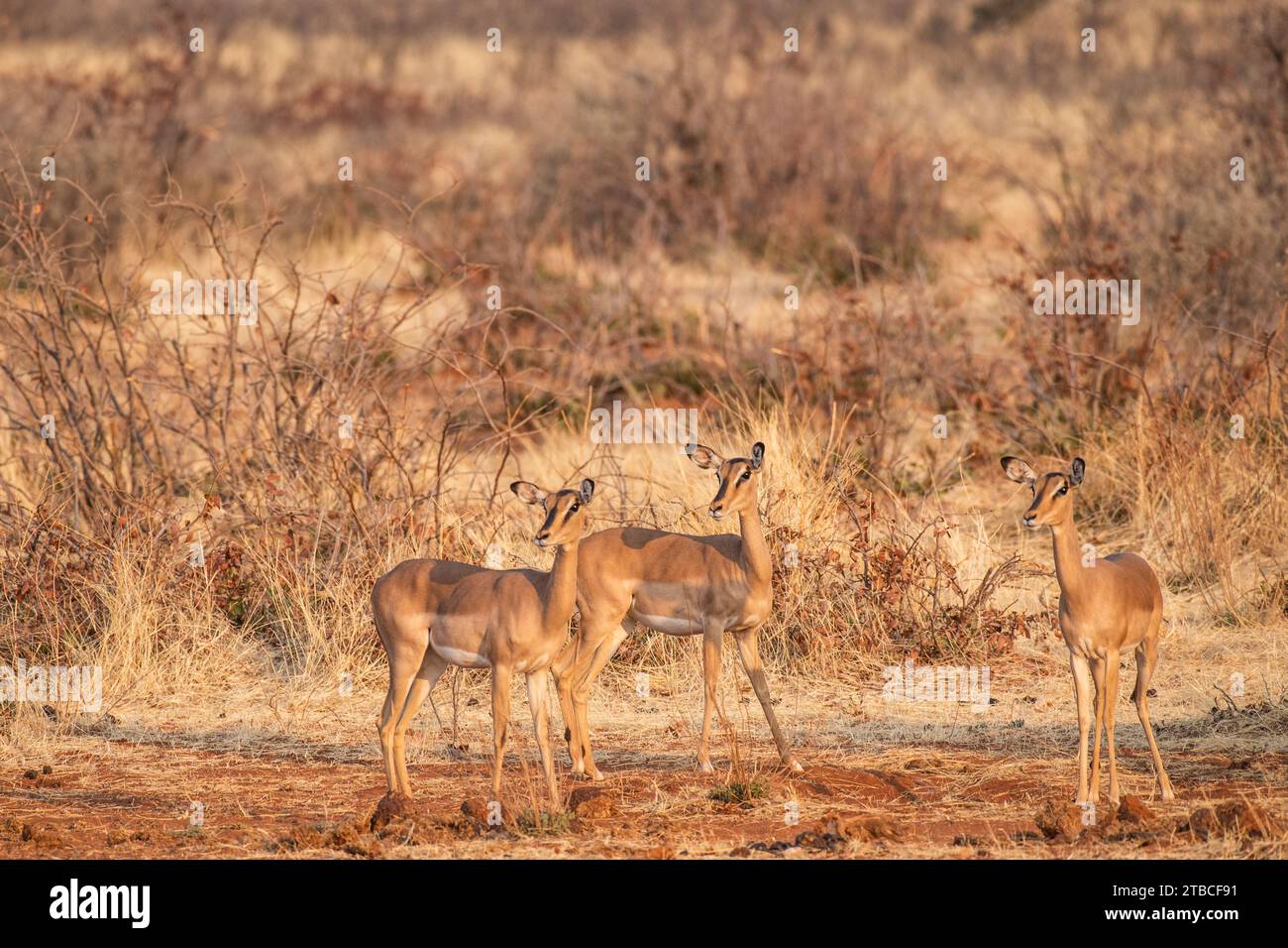 Steenbok raphicerus campestris namibia -Fotos und -Bildmaterial in ...