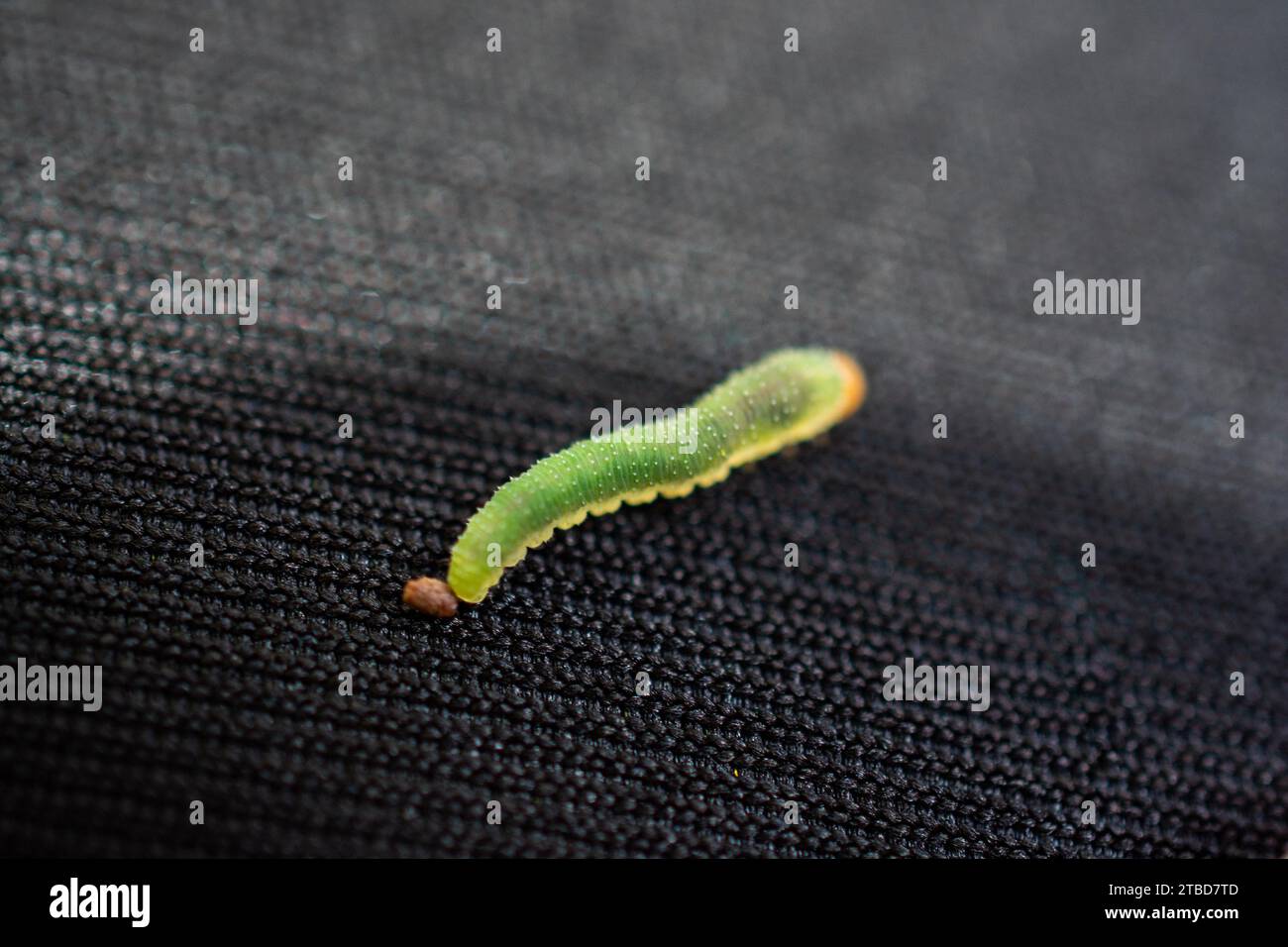 Grüne und schwarze raupe -Fotos und -Bildmaterial in hoher Auflösung ...