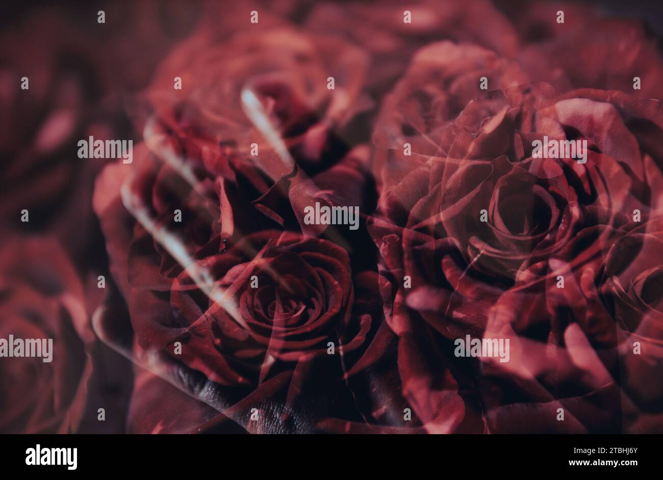 Schöne rote rosen -Fotos und -Bildmaterial in hoher Auflösung – Alamy