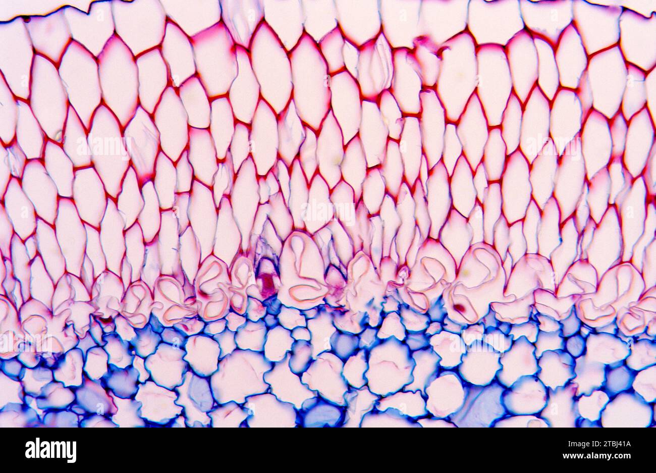 Multiple epidermis -Fotos und -Bildmaterial in hoher Auflösung – Alamy