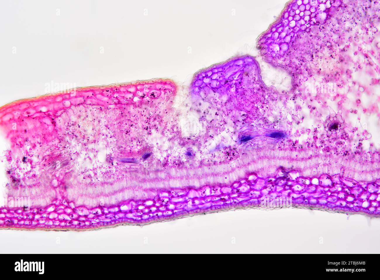 Blattquerschnitt von Nerium Oleander mit Epidermis, Palisadenmesophyll ...