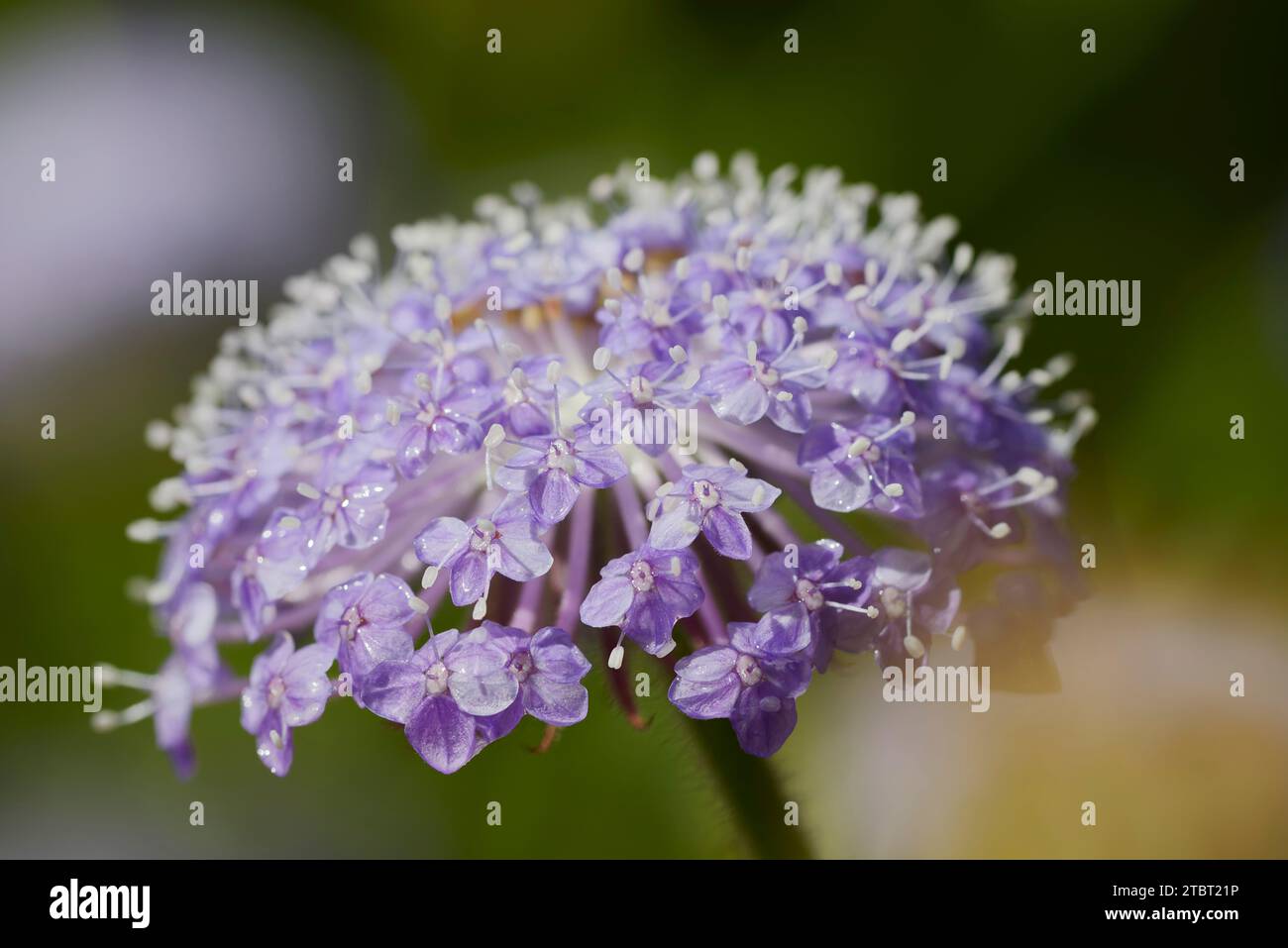 Blaue dolde trachymene coerulea -Fotos und -Bildmaterial in hoher ...