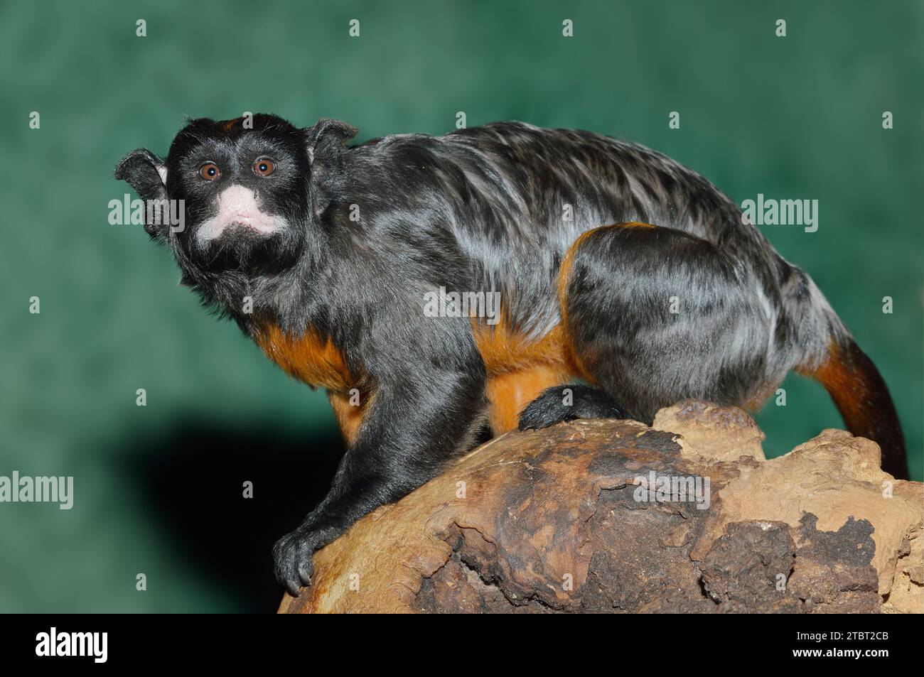 Saguinus labiatus -Fotos und -Bildmaterial in hoher Auflösung – Alamy
