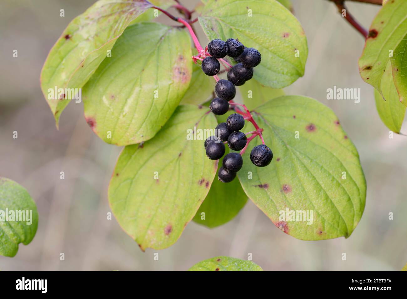 Cornus sanguinea botany -Fotos und -Bildmaterial in hoher Auflösung – Alamy