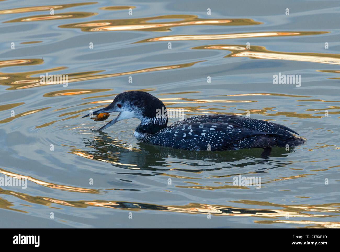 Great northern diver underwater -Fotos und -Bildmaterial in hoher ...