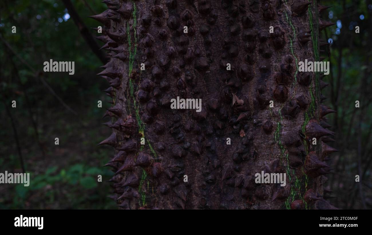 Pochote baum -Fotos und -Bildmaterial in hoher Auflösung – Alamy