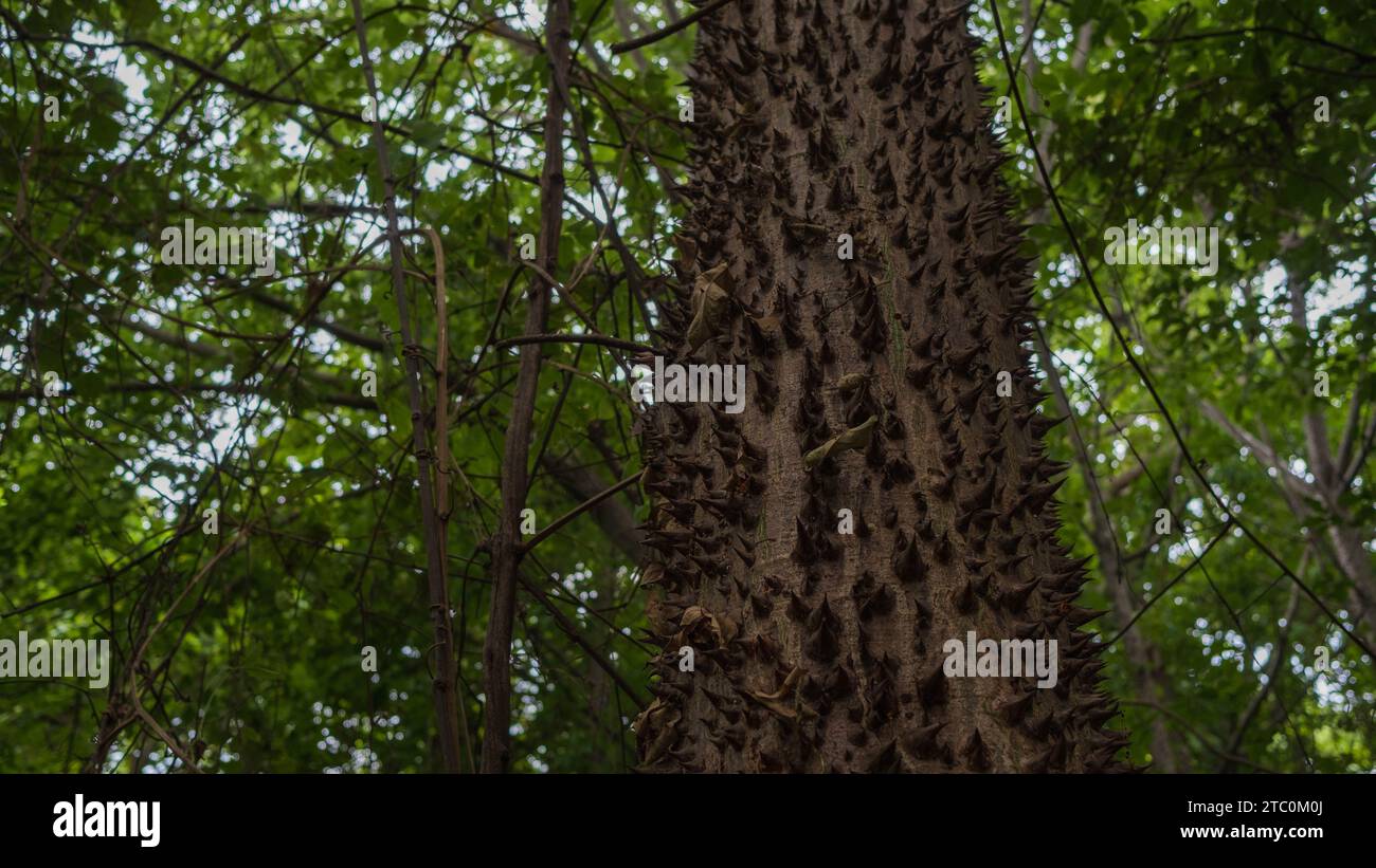 Pochote baum -Fotos und -Bildmaterial in hoher Auflösung – Alamy