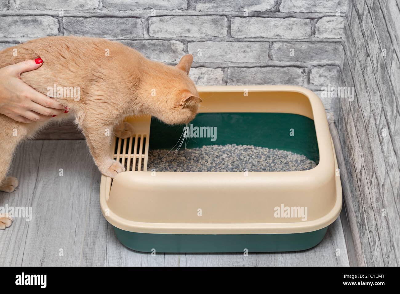 Katze An Neues Katzenklo Gewohnen