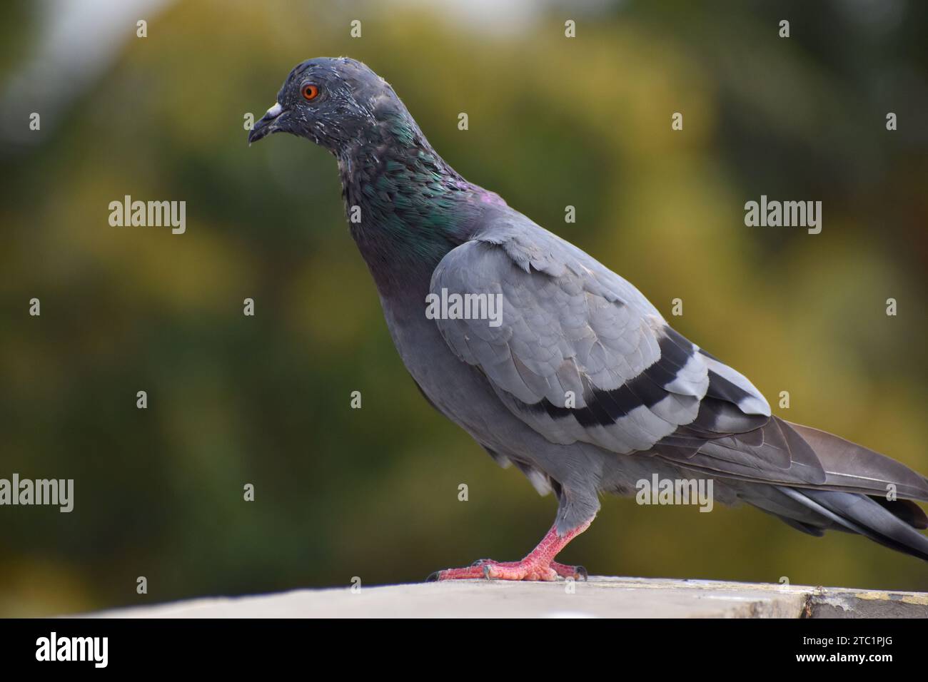 Vogel im stadtgebiet -Fotos und -Bildmaterial in hoher Auflösung – Alamy