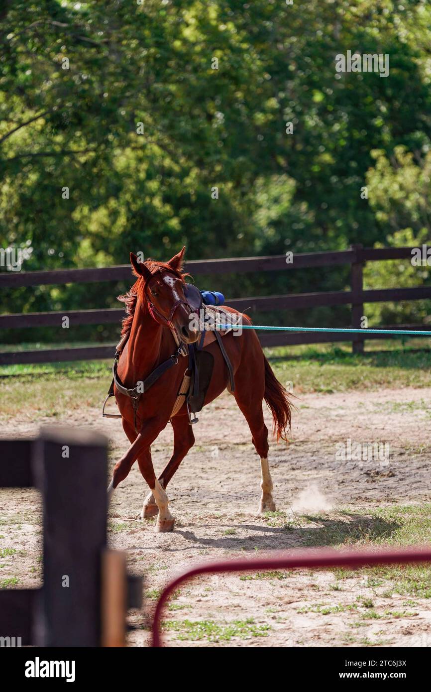 Braune pferdearena -Fotos und -Bildmaterial in hoher Auflösung – Alamy