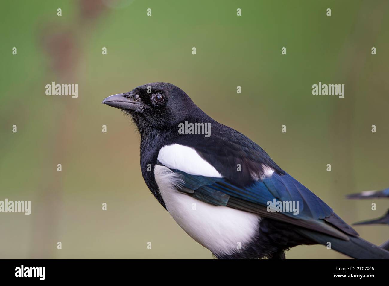 Elster vogel -Fotos und -Bildmaterial in hoher Auflösung – Alamy