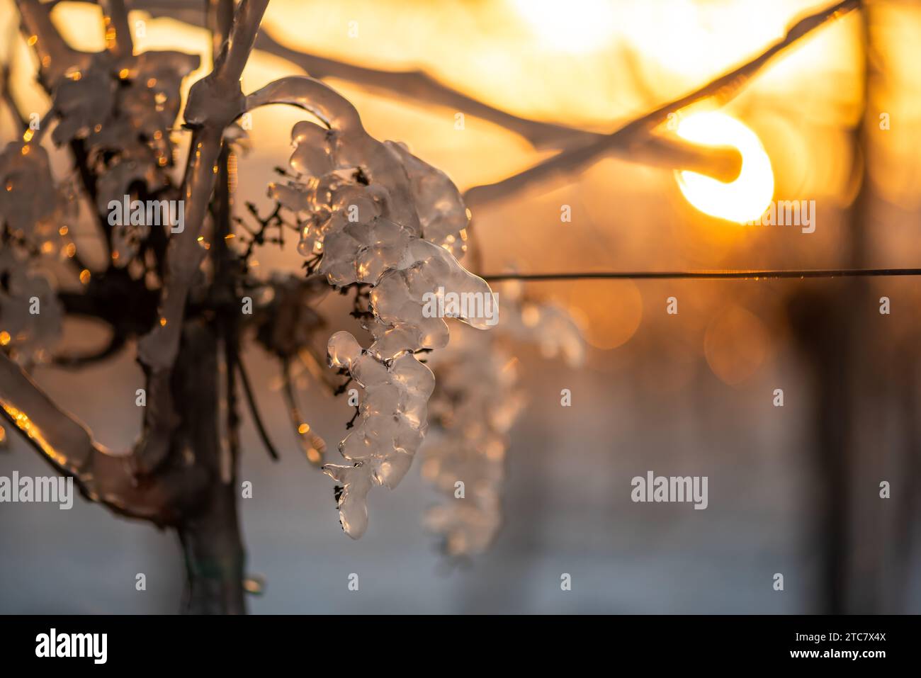 Wenn die Sonne untergeht, wird eine gefrorene Traube zu einem Juwel im Weinberg, das mit einem ...