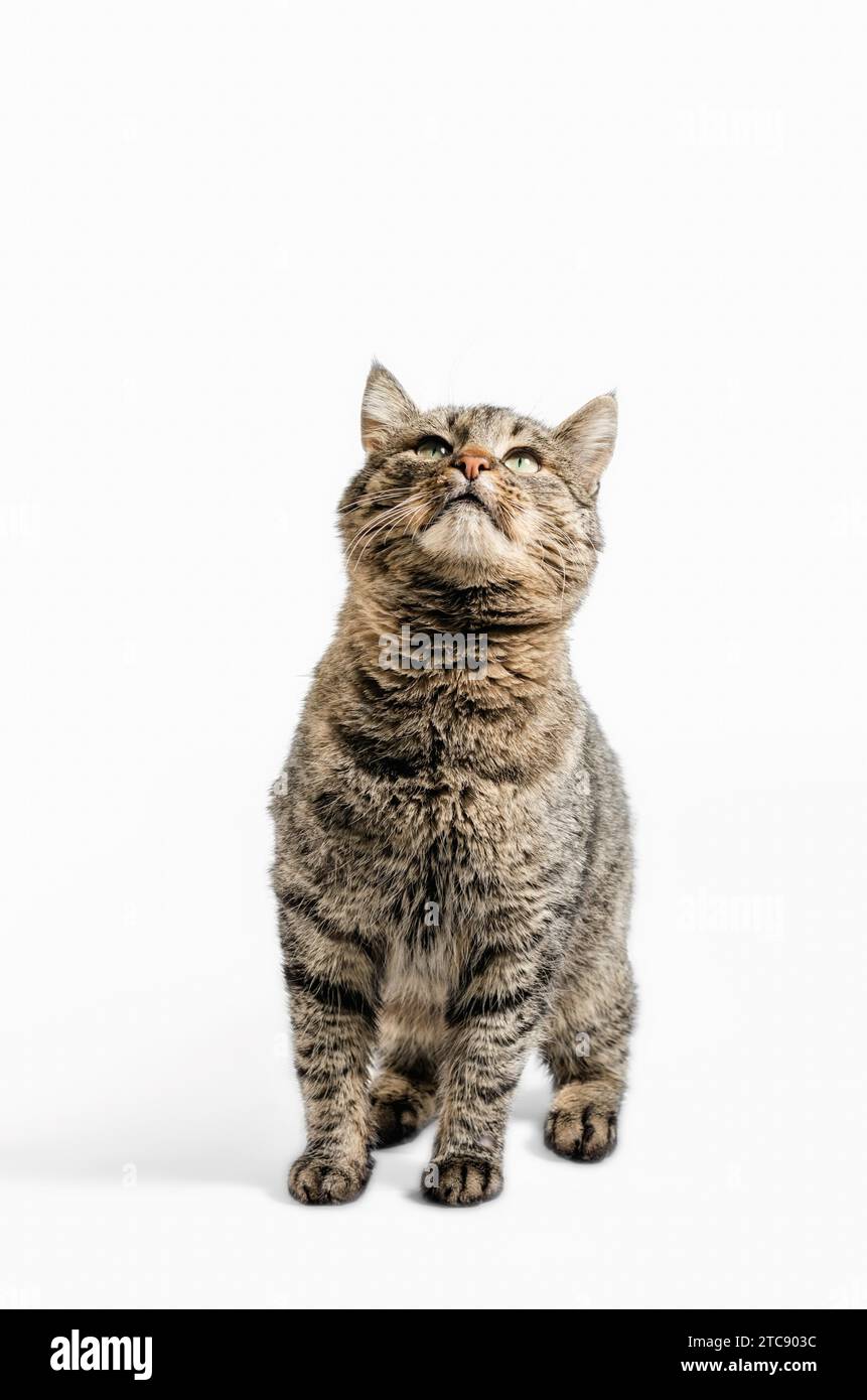Katze schaut nach oben -Fotos und -Bildmaterial in hoher Auflösung – Alamy