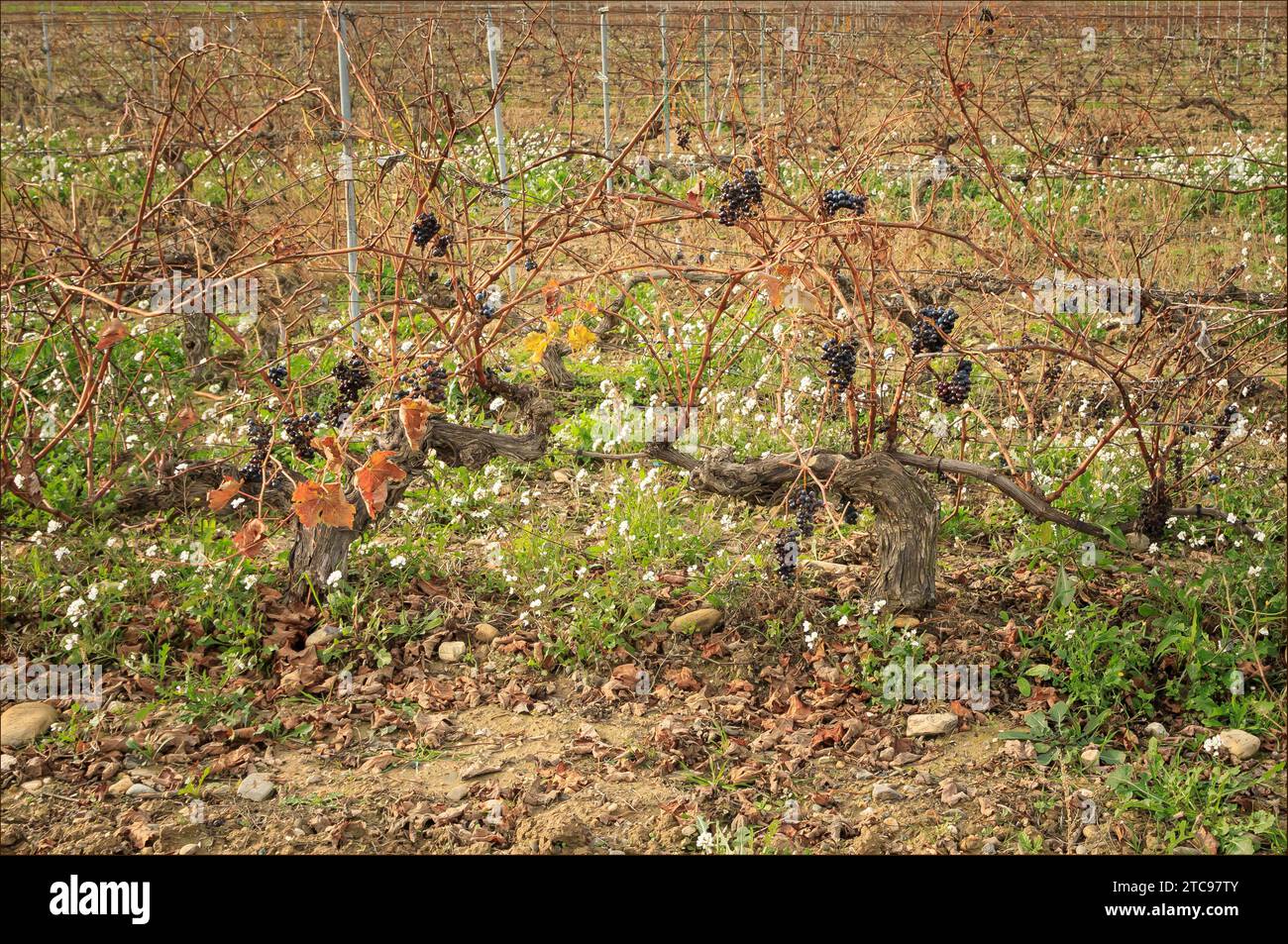 Reben im eraligeren Winter in der Weinregion Rioja, die nach der ...