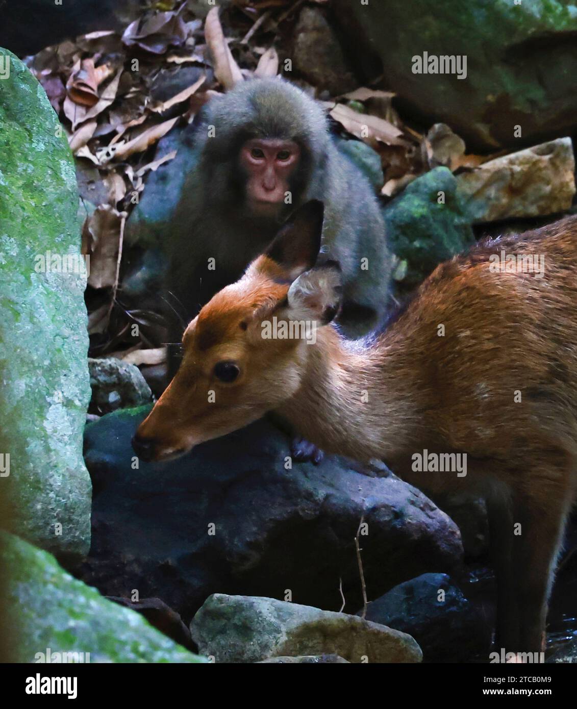 A Yaku deer and a Yaku monkey are pictured on Yaku-shima Island in ...