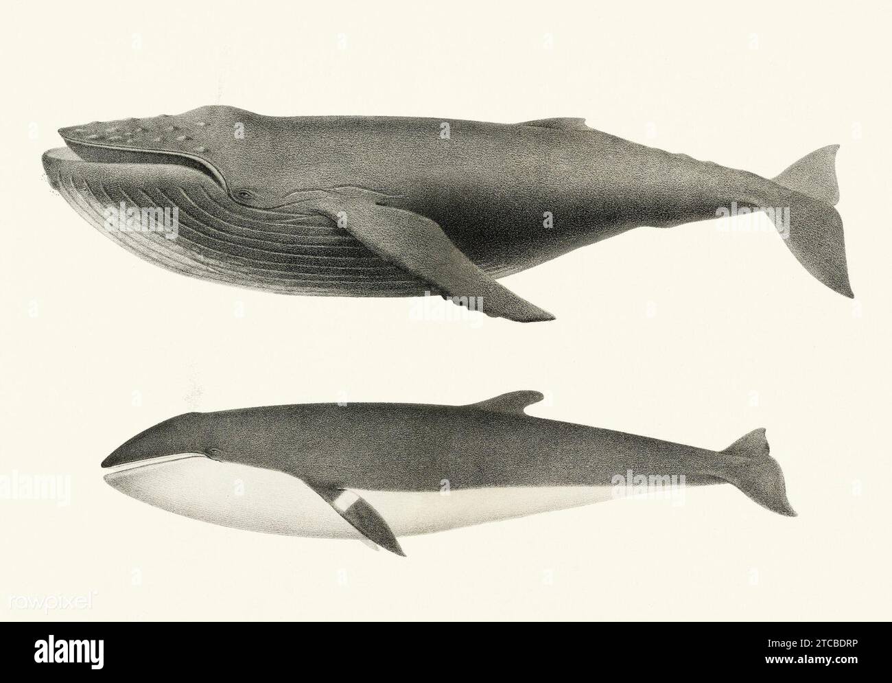 Charles melville scammon -Fotos und -Bildmaterial in hoher Auflösung ...